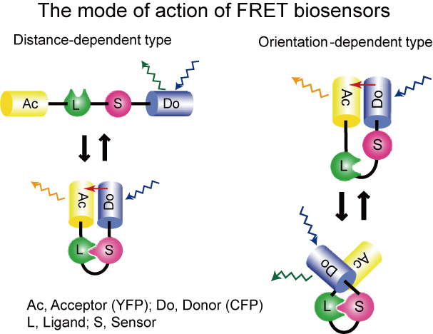 Intramolecular FRET biosensors